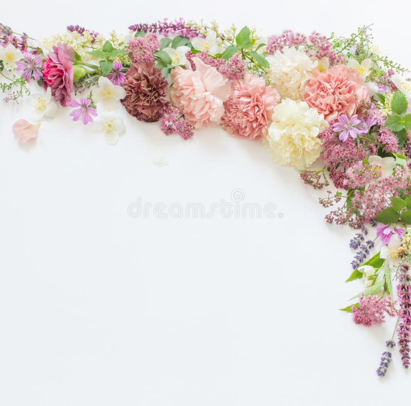 Beautiful Summer Flowers on White Background Stock Image - Image of ...