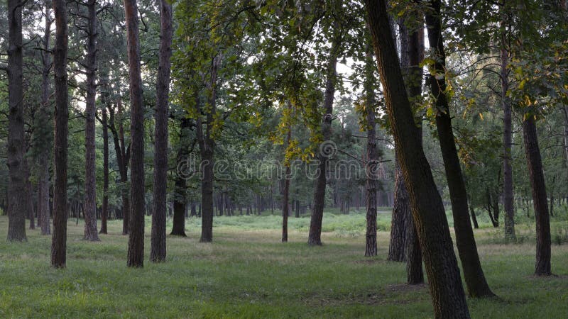 Beautiful Summer Forest with Different Trees. Stock Photo - Image of ...