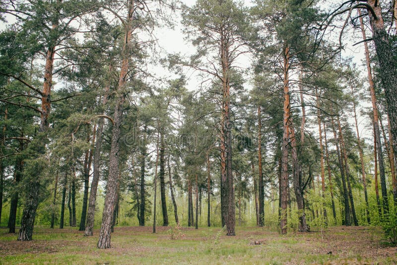 Beautiful Summer Forest with Different Trees Stock Image - Image of ...