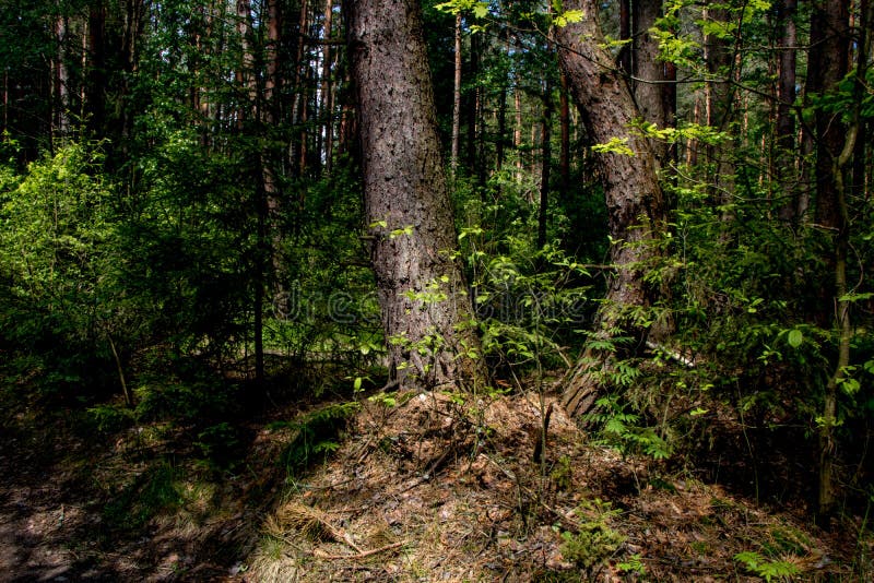 Beautiful Summer Forest with Different Trees. Stock Photo - Image of ...