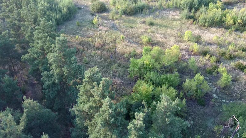 Beautiful Summer Forest with Different Trees. Forest Trees with ...