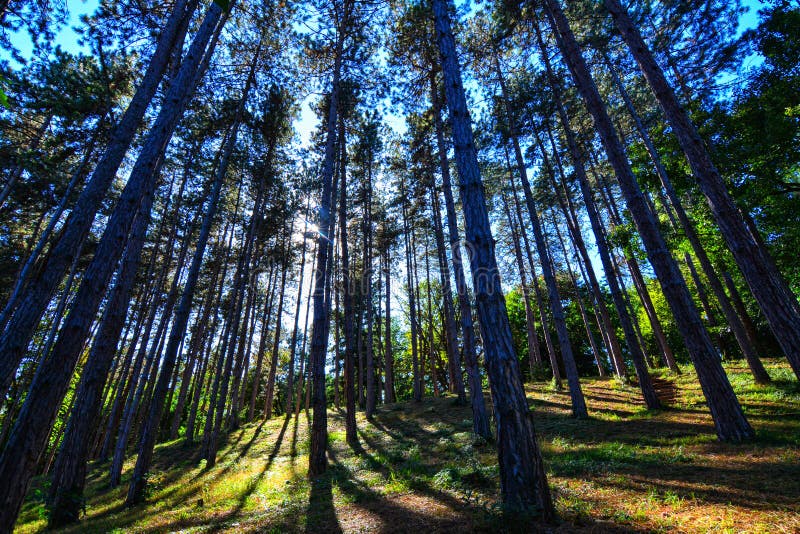 Beautiful Summer Forest with Different Trees Stock Image - Image of ...