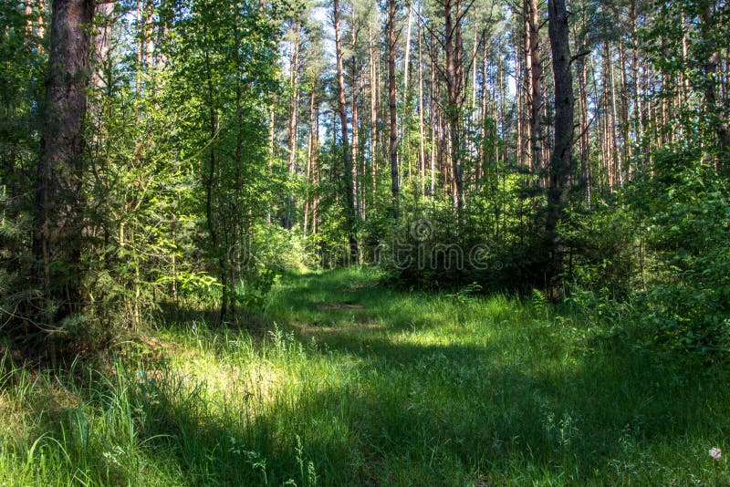 Beautiful Summer Forest with Different Trees. Stock Photo - Image of ...