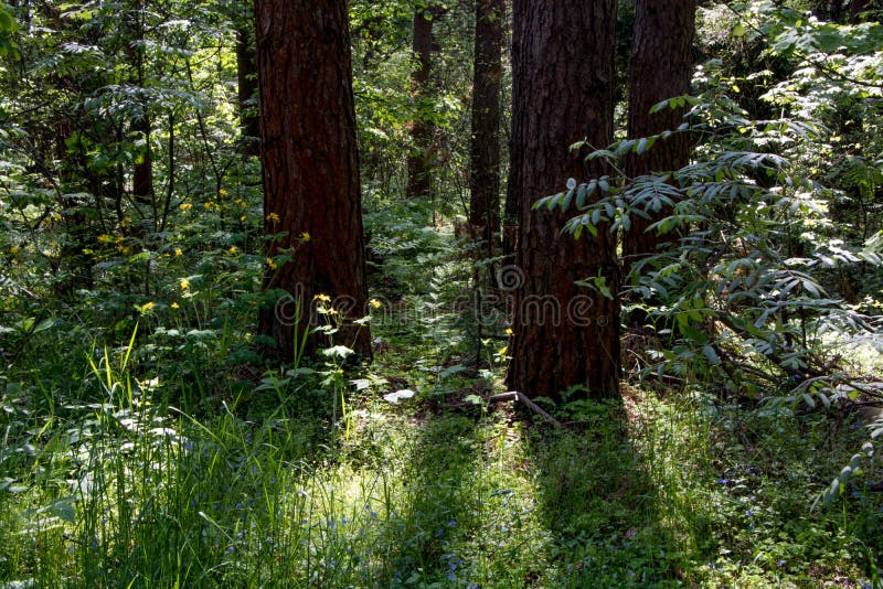 Beautiful Summer Forest with Different Trees. Stock Photo - Image of ...
