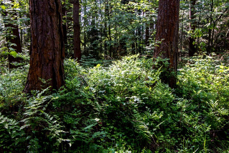 Beautiful Summer Forest with Different Trees. Stock Photo - Image of ...