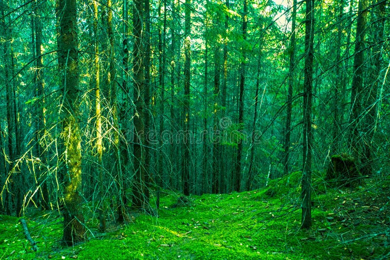 Summer Forest with Different Trees Stock Image - Image of forest ...