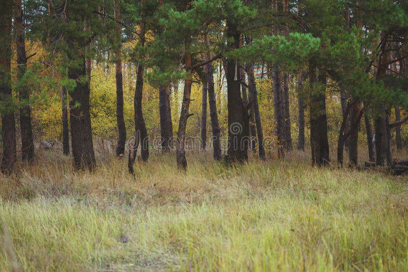 Beautiful Summer Forest with Different Trees. Forest Trees with ...