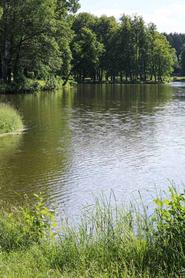 The Environment in the Summer Stock Photo - Image of grasses, nature ...