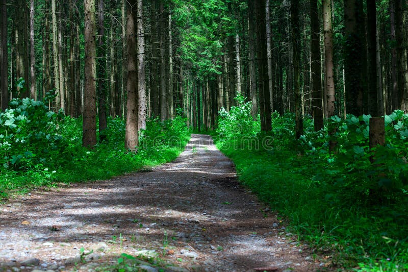 Beautiful Forest Path on a Summer Day Stock Image - Image of road, leaf ...