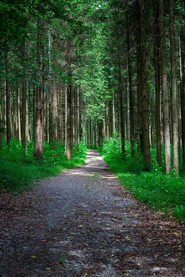 Beautiful Forest Path on a Summer Day Stock Photo - Image of branches ...