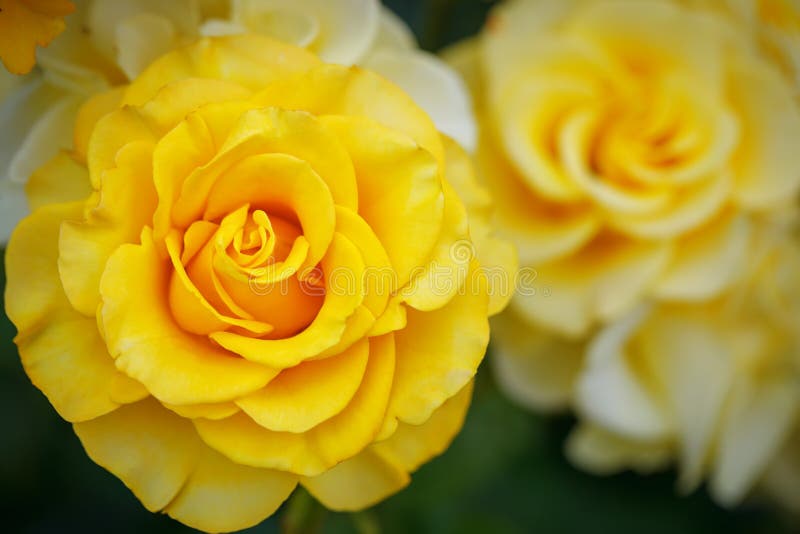 Beautiful Summer Garden with Blooming Roses. Stock Photo - Image of ...