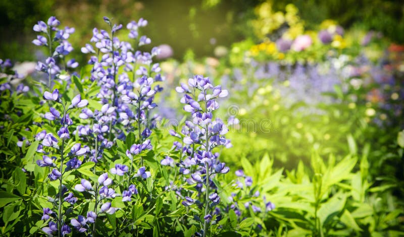 Beautiful Summer Garden Flowers Stock Image - Image of bright, spring ...