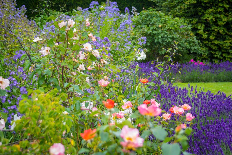 Beautiful, Summer Garden with Lavender and Roses Stock Photo - Image of ...
