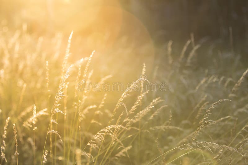 Beautiful Summer Grass Waving in the Wind in the Sunset. Stock Image ...