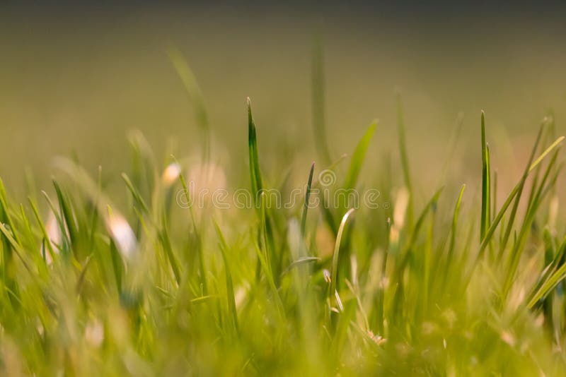 Beautiful Summer Green Grass Hellosummer Stock Image - Image of ...