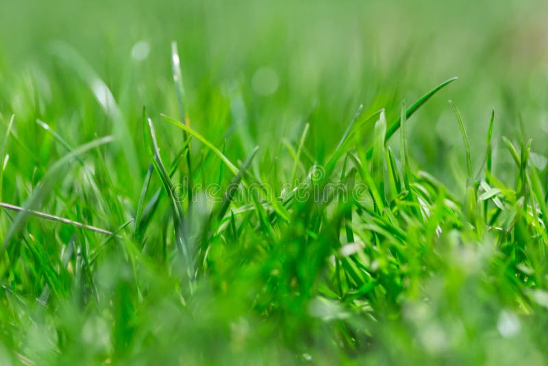 Beautiful Summer Green Grass Hellosummer Stock Image - Image of lawn ...