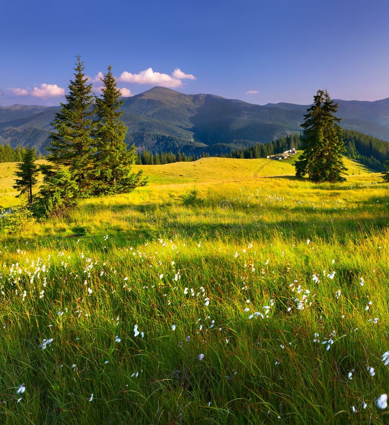 Beautiful summer landscape stock image. Image of natural - 20690193