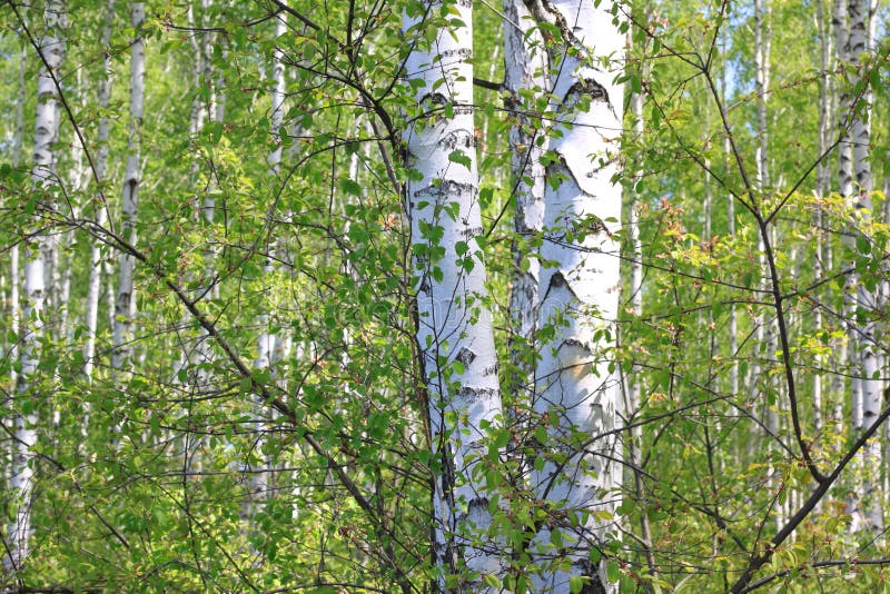 Beautiful Summer Landscape with Birches Stock Photo - Image of ...