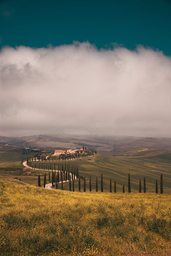 Beautiful Summer Landscape with Cypress Trees and Rolling Hills Stock ...