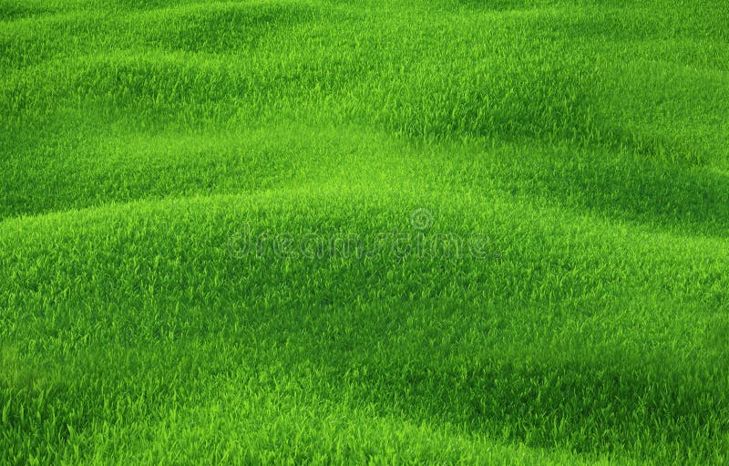 Beautiful Summer Landscape Fields, Green Hills, Bright Color of Green ...