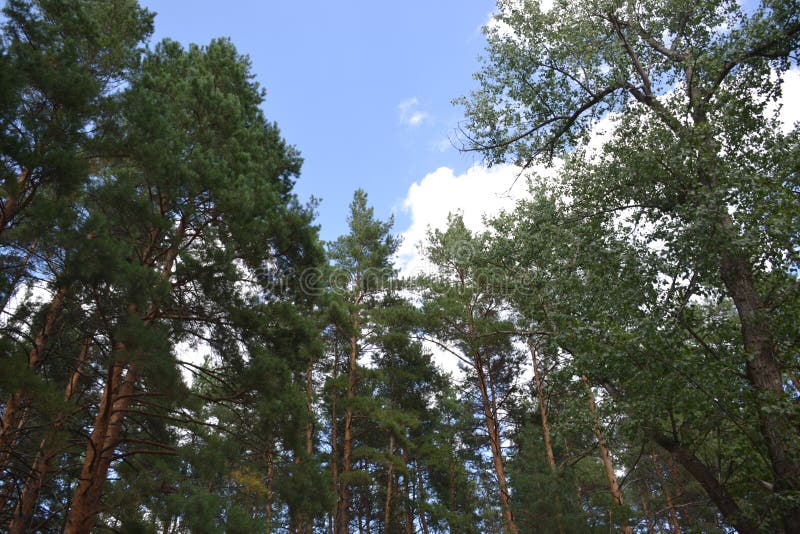 Beautiful Summer Landscape in the Forest Stock Image - Image of rock ...