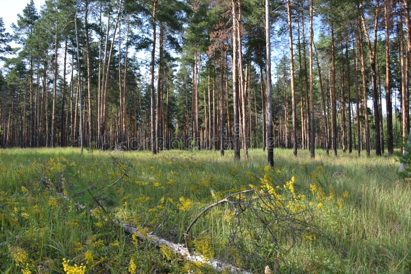 Beautiful Summer Landscape in the Forest Stock Image - Image of travel ...