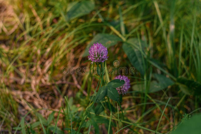 Beautiful Summer Landscape in the Forest, Clover Grows in Forest in the ...
