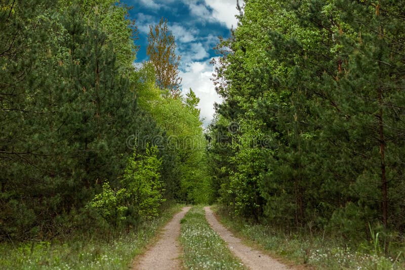 Beautiful Summer Landscape Green Forest and Road in the Forest Stock ...