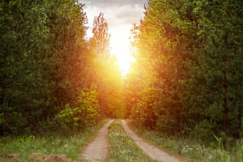 Beautiful Summer Landscape Green Forest and Road in the Forest Stock ...