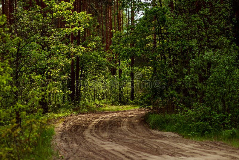 Beautiful Summer Landscape Green Forest and Road in the Forest Stock ...