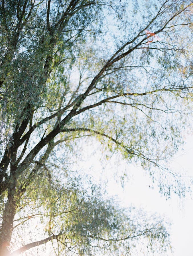 Beautiful Summer Landscape with Green Willow Tree and Blue Sky Stock ...