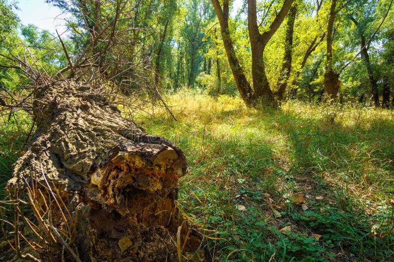 Beautiful Summer Landscape, Old Fallen Trees in a Glade of Green Grass ...