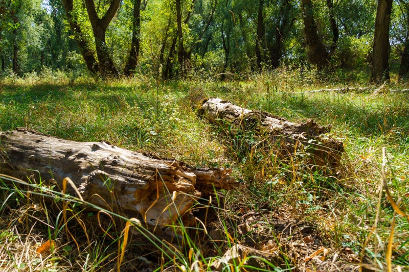 Beautiful Summer Landscape, Old Fallen Trees in a Glade of Green Grass ...