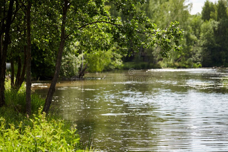 Beautiful Summer Landscape of River in the Forest Stock Photo - Image ...