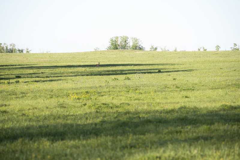 Beautiful Landscape and Roe Deer on Field Stock Photo - Image of meadow ...