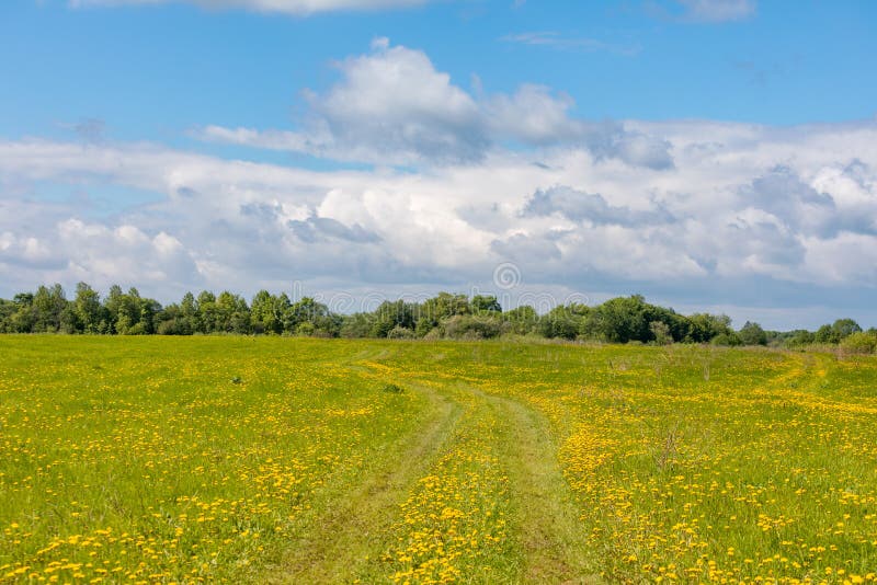 Beautiful Summer Landscape on a Sunny Day Stock Photo - Image of park ...
