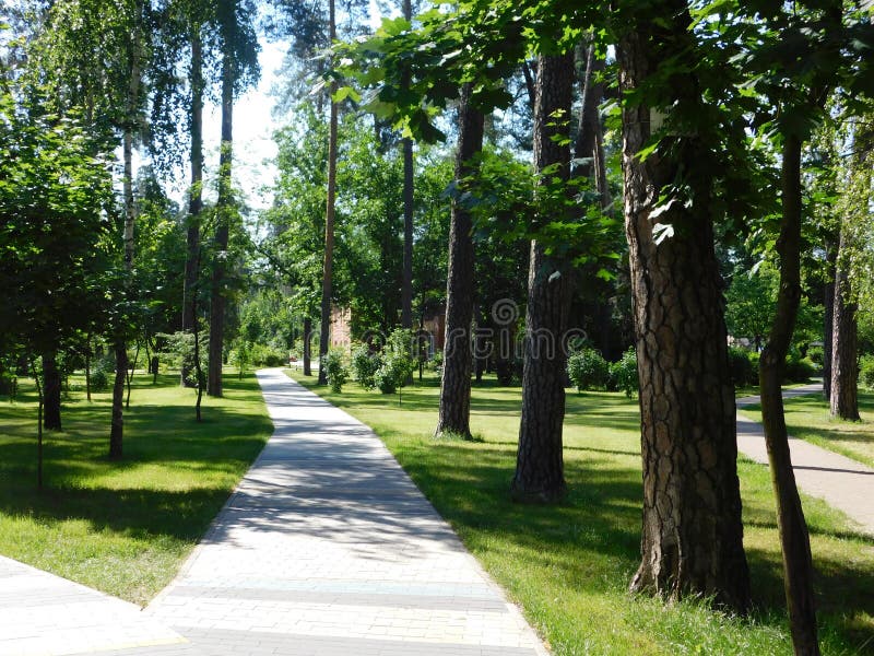 Beautiful Summer Landscape Tall Trees and a Picturesque Path in the ...