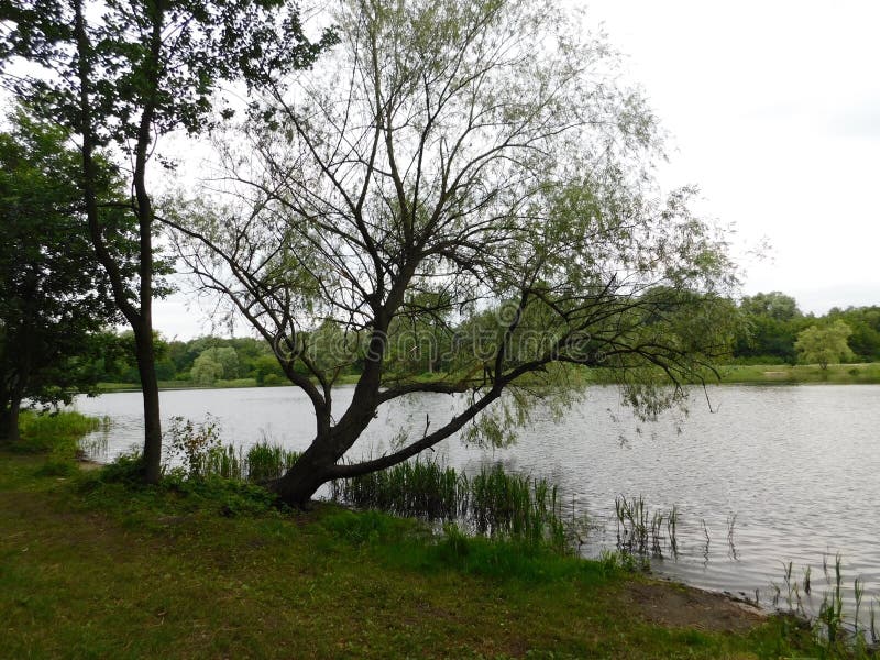 Beautiful Summer Landscape Trees Growing by the Lake Stock Photo ...