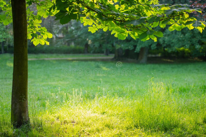 Beautiful Summer Landscape with Trees in Sunlight Stock Image - Image ...