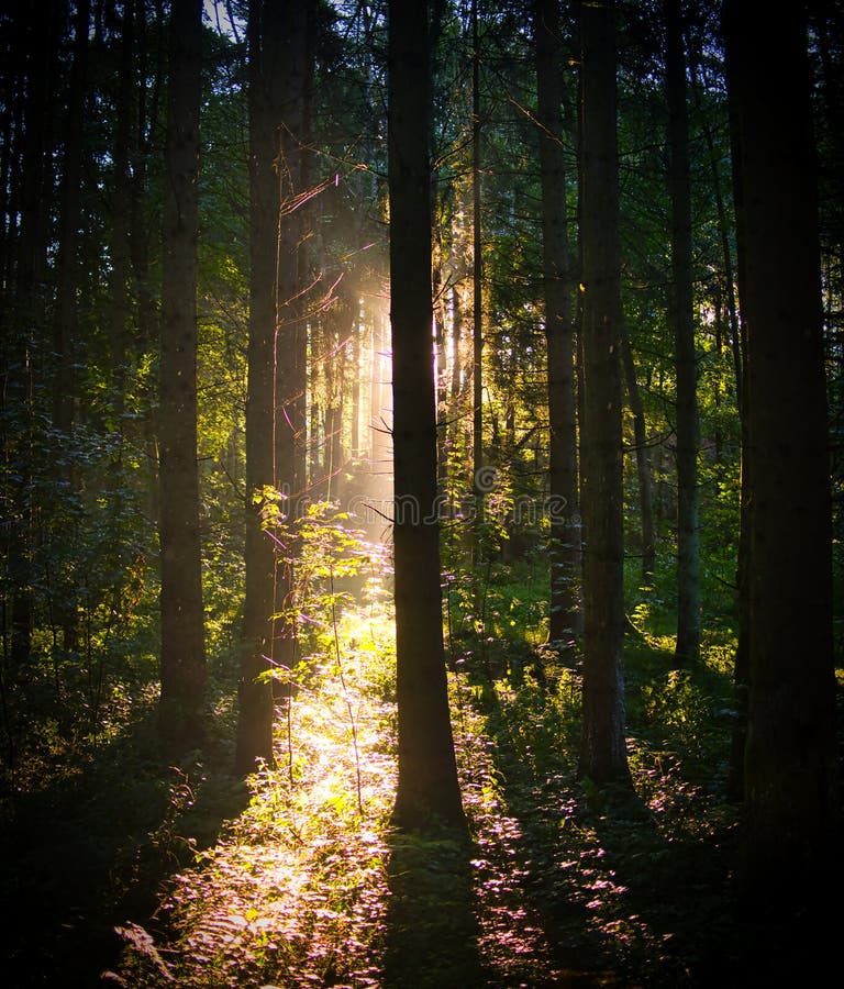 Beautiful Summer Morning in the Forest Stock Image - Image of wood ...