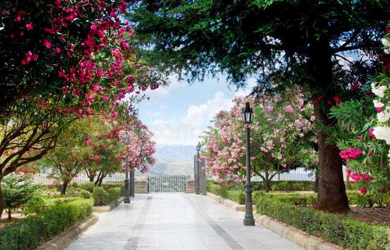 Beautiful summer park stock photo. Image of botanical - 55504818