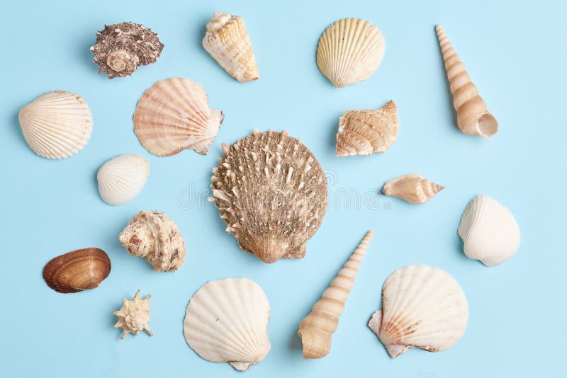 Beautiful Summer Pattern of Various Seashells on a Blue Background ...