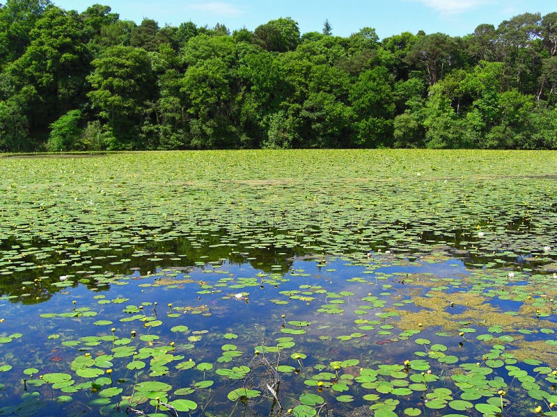 Beautiful summer pond stock image. Image of exotic, britain - 30494375