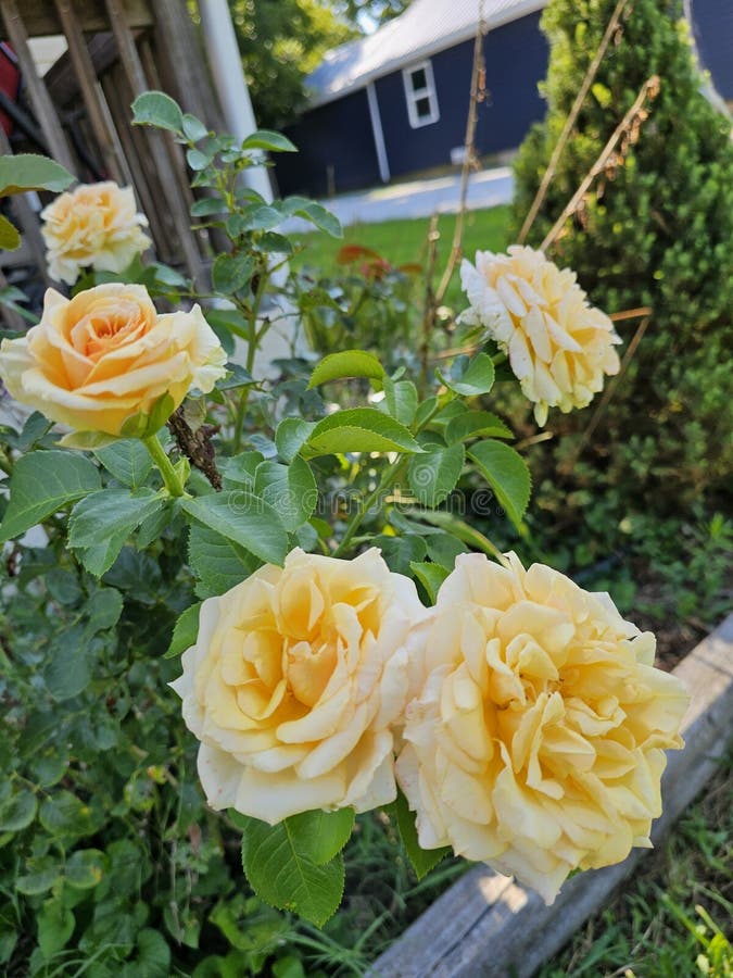 Beautiful Summer Roses stock photo. Image of beautiful - 339998904