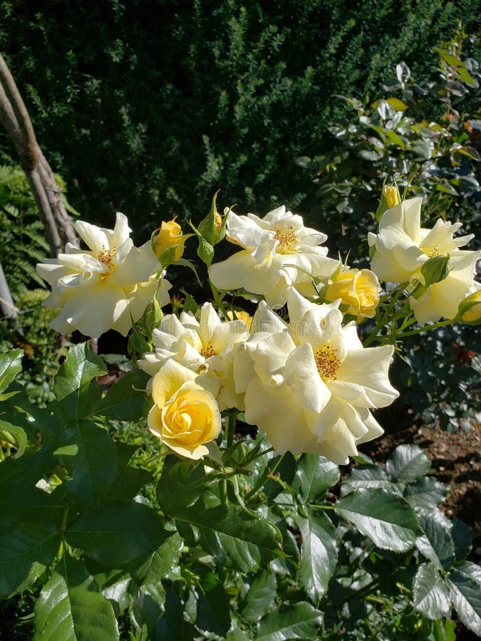 Yellow summer roses stock image. Image of yellow, beautiful - 121915259