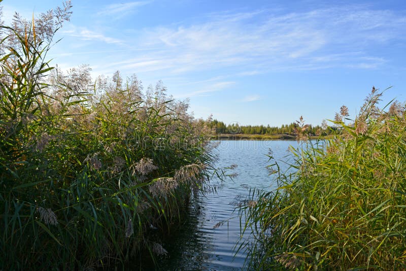 Beautiful Summer Scene with Lake. View from Coast with Thickets of ...