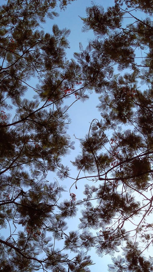 Beautiful Summer Sky Looks Looks Beautiful in Tropical Tree S Canopy ...
