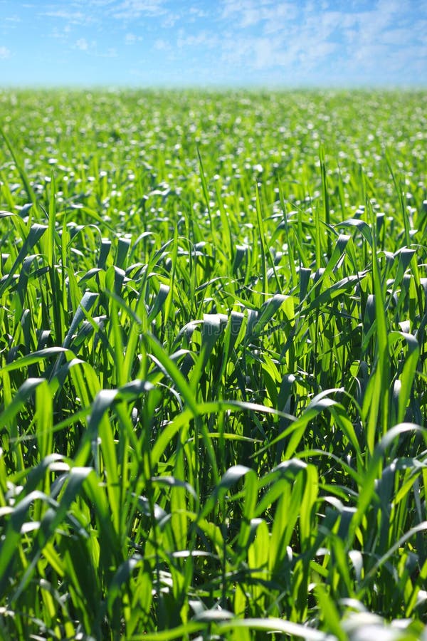 Beautiful Summer or Spring Landscape of Field of Crops Stock Photo ...