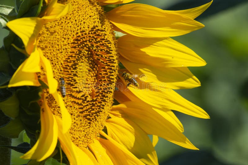 Summer Sunflower Field Scene Stock Photo - Image of field, flora: 154920676