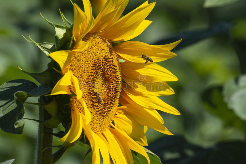Summer Sunflower Field Scene Stock Photo - Image of scene, green: 154921464